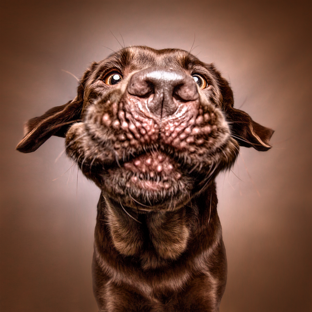 Funny Dog Faces Erblicken Funny Dog Faces Erblicken