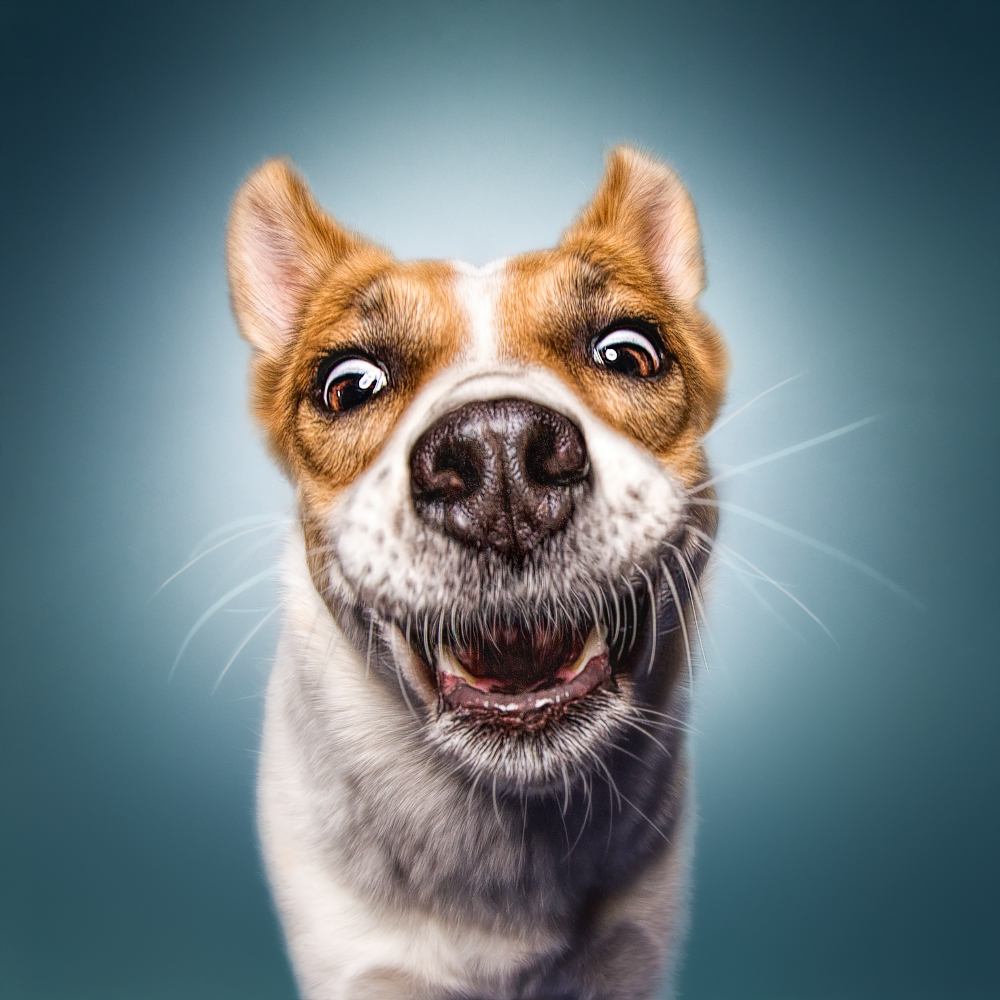 Funny Dog Faces Erblicken Funny Dog Faces Erblicken