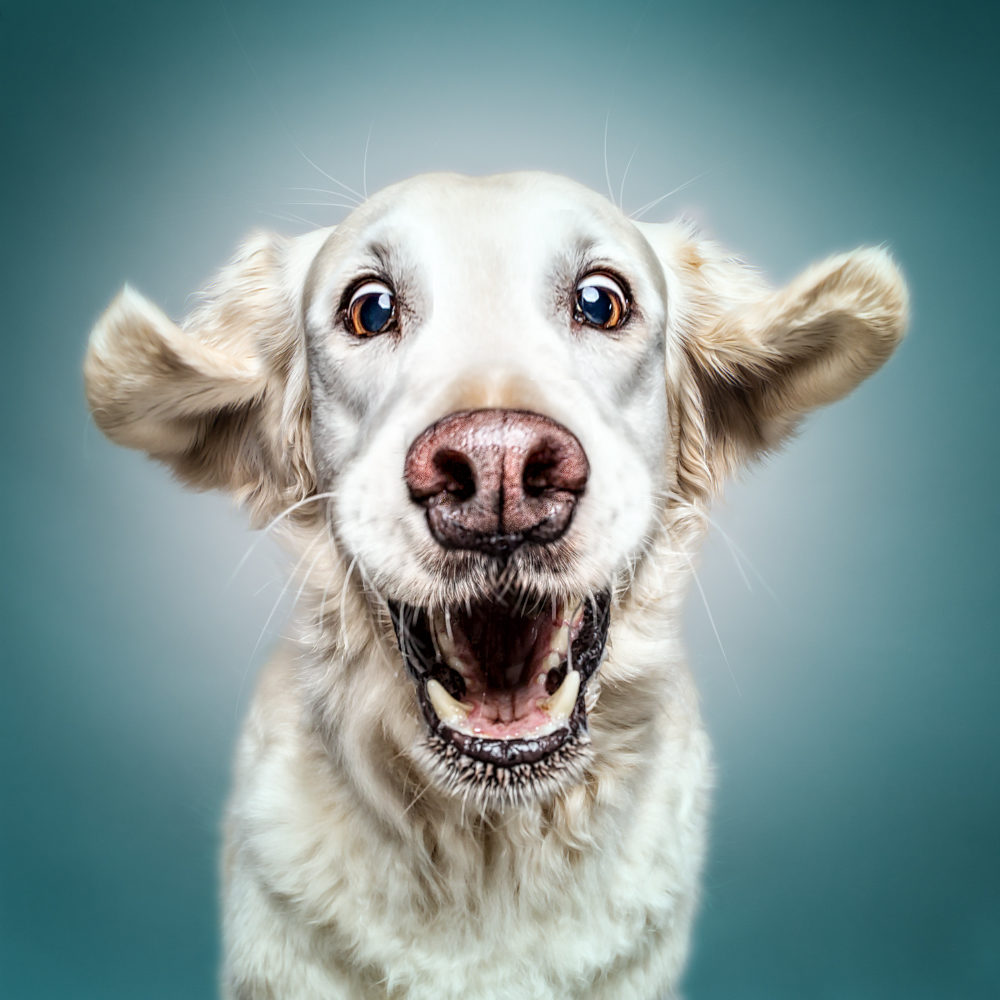 Funny Dog Faces Erblicken Funny Dog Faces Erblicken