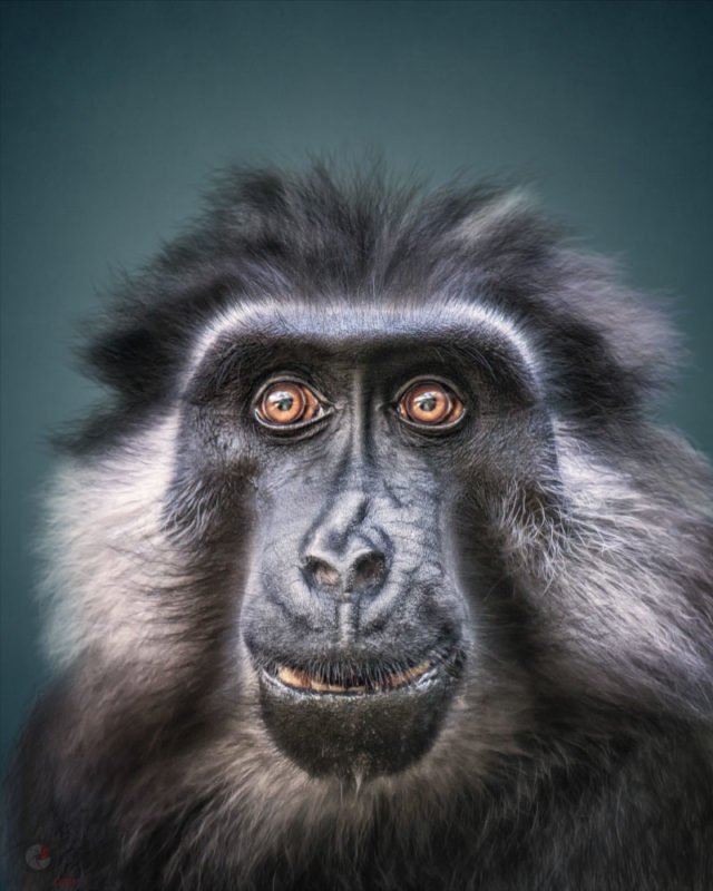 Primates – Erblicken.com