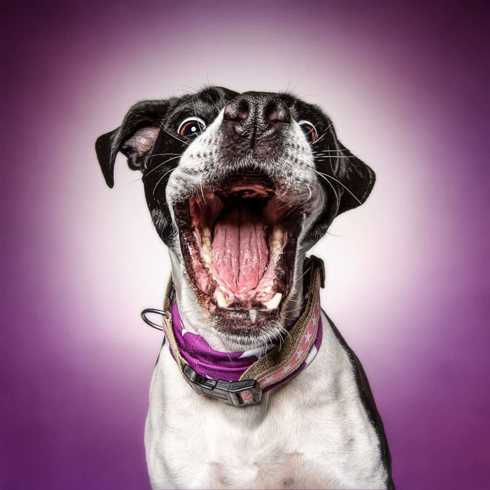Funny Dog Faces Erblicken Funny Dog Faces Erblicken