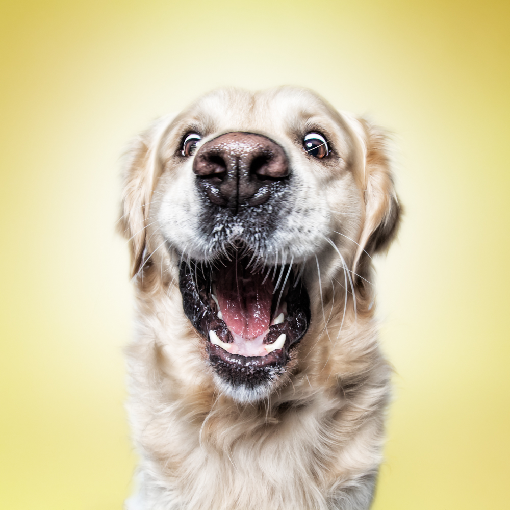 Funny Dog Faces Erblicken Funny Dog Faces Erblicken