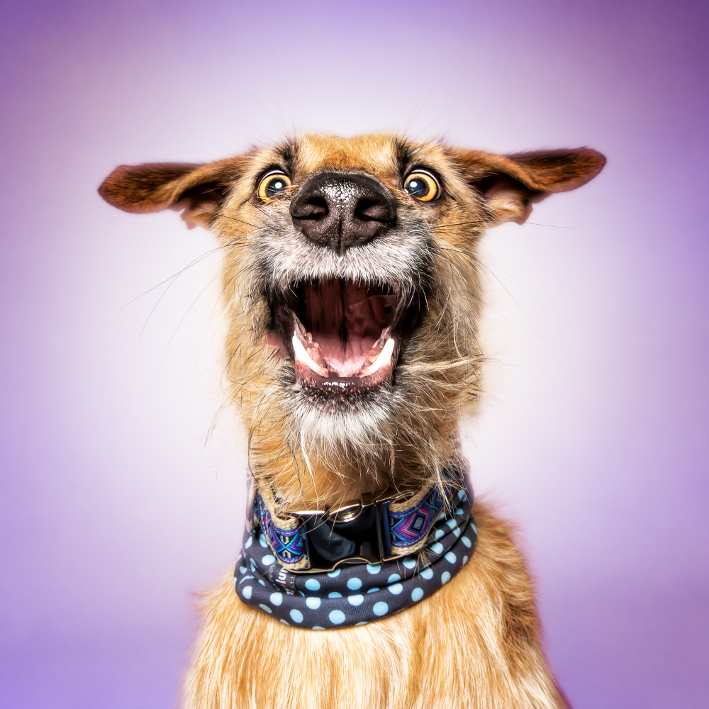 Funny Dog Faces Erblicken Funny Dog Faces Erblicken
